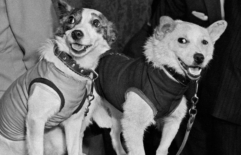La carrera espacial: el sacrificio de los perros pioneros - TodoEllo